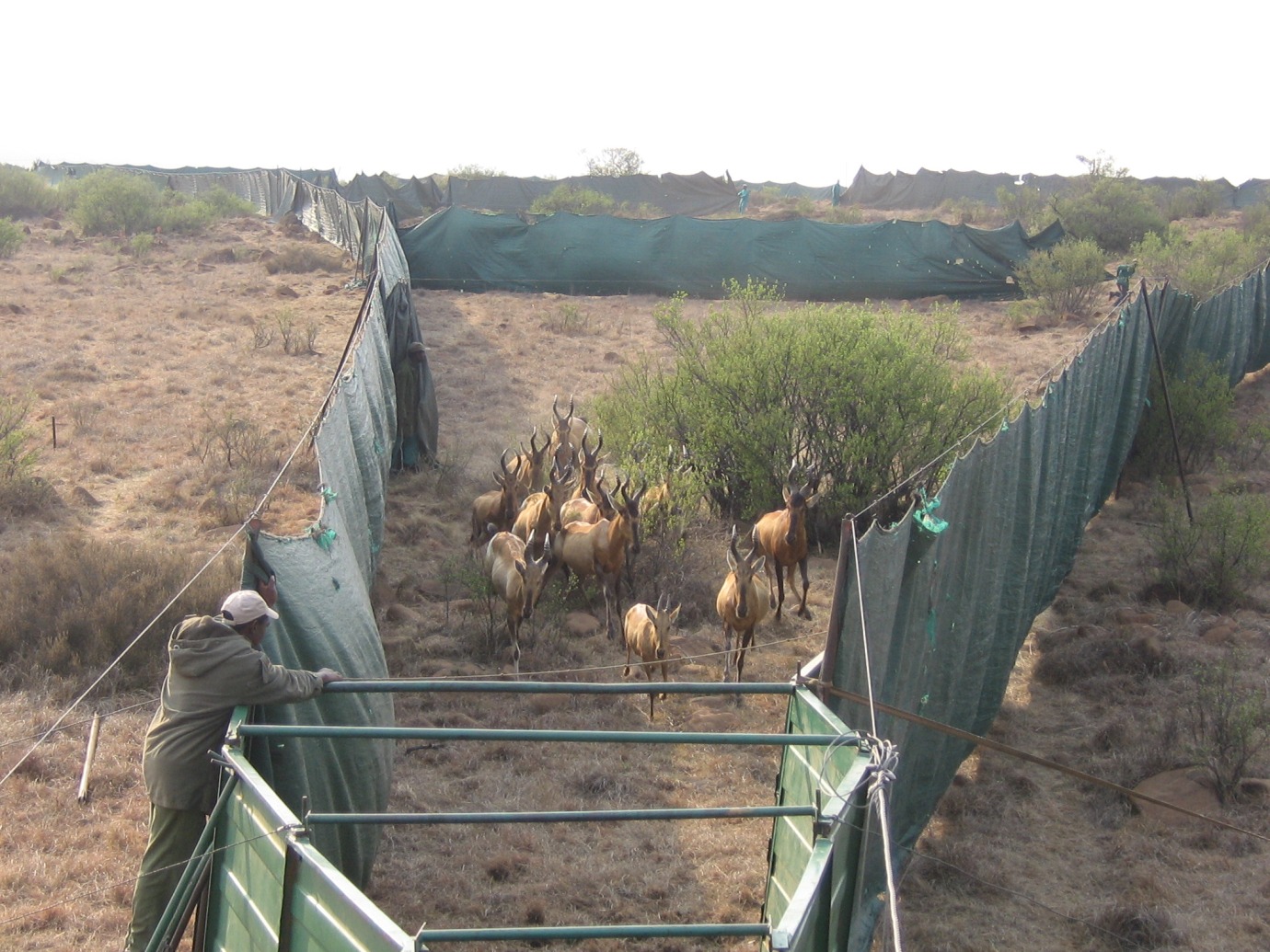 Mass capture / Friends of Wildlife Management